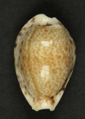 shellauction.net :: Cypraea spurca sanctaehelenae - 3900339