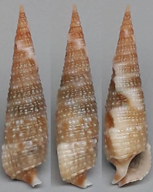 shellauction.net :: Rhinoclavis sp. - 3900416