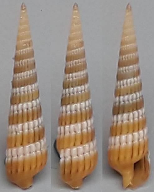 shellauction.net :: Terebra sp. - 3900422