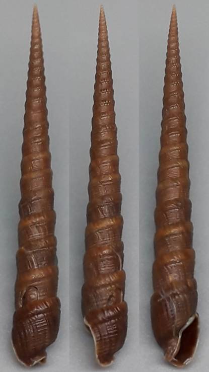 shellauction.net :: Terebra sp. - 3900434
