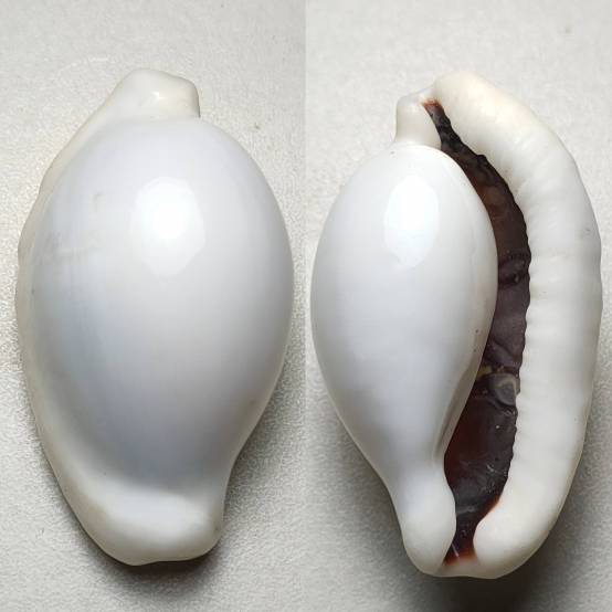 shellauction.net :: Ovula ovum - 3900549