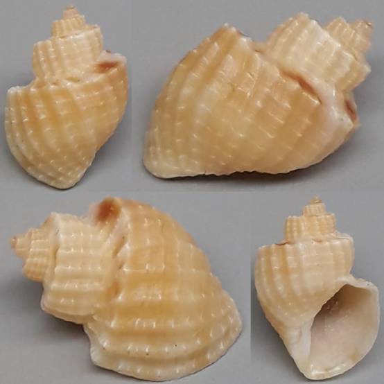 shellauction.net :: Nassarius sp. - 3900657
