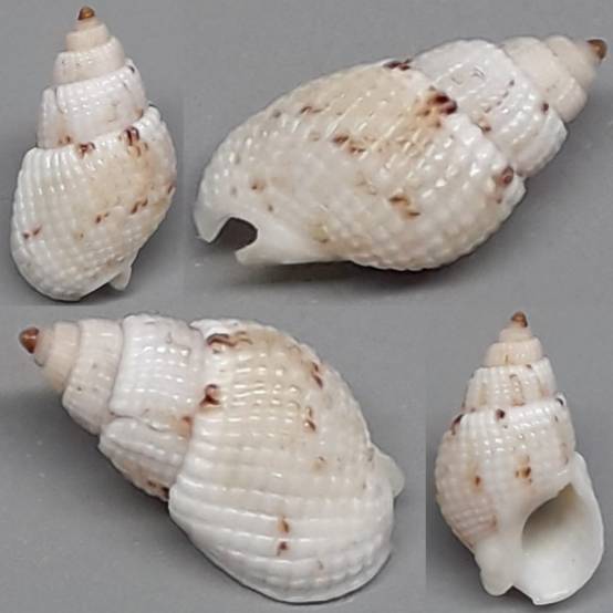 shellauction.net :: Nassarius sp. - 3900758