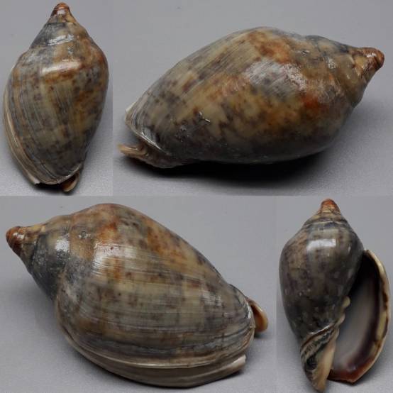 shellauction.net :: Cymbiola flavicans - 3901280