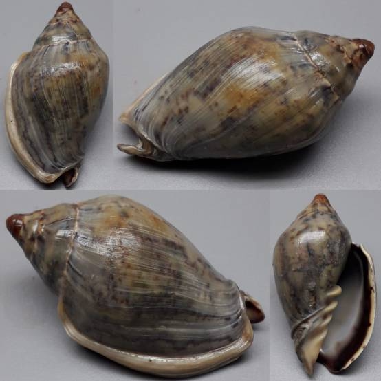 shellauction.net :: Cymbiola flavicans - 3901282