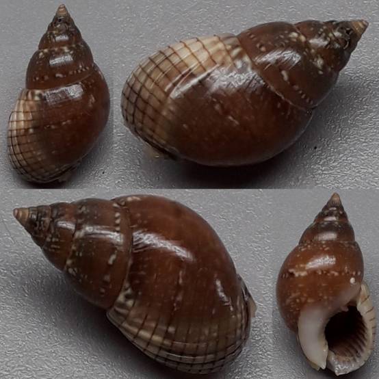 shellauction.net :: Nassarius sp. - 3901415