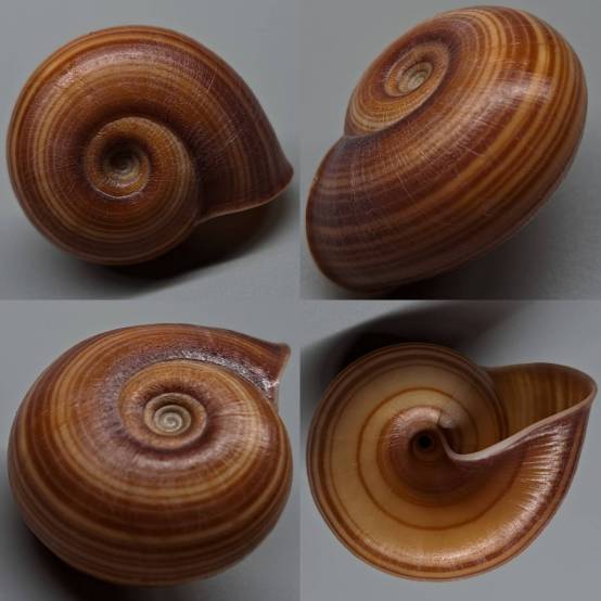 shellauction.net :: Chloritis circumdata - 3901663