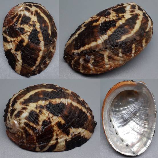 shellauction.net :: Haliotis ovina - 3901713