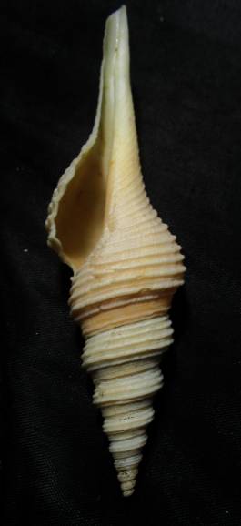 shellauction.net :: Nihonia australis - 3902131