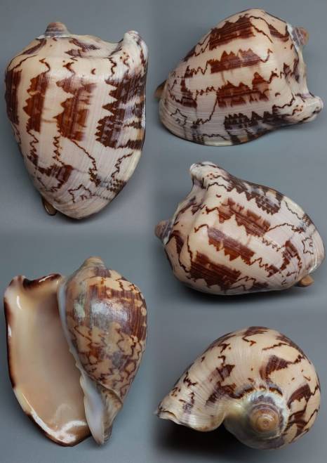 shellauction.net :: Cymbiola nobilis - 3902190