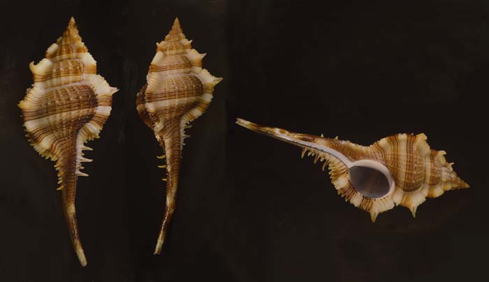 shellauction.net :: Vokesimurex malabaricus - 3902253