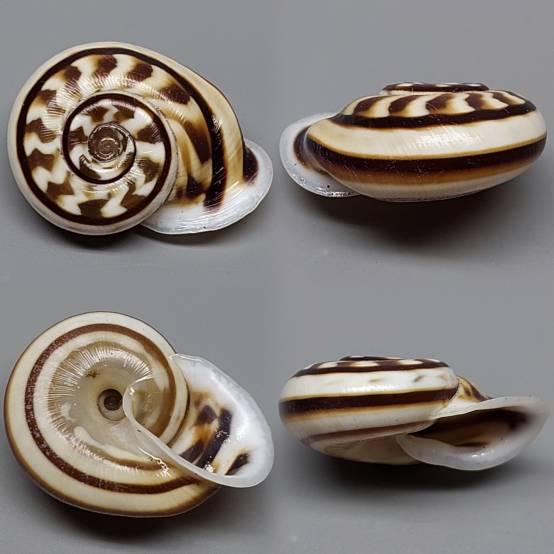 shellauction.net :: Planispira zonaria f. lineolata - 3902521