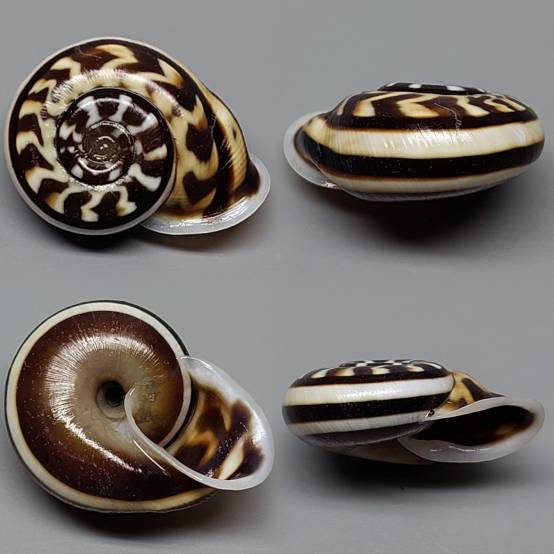 shellauction.net :: Planispira zonaria f. lineolata - 3902569