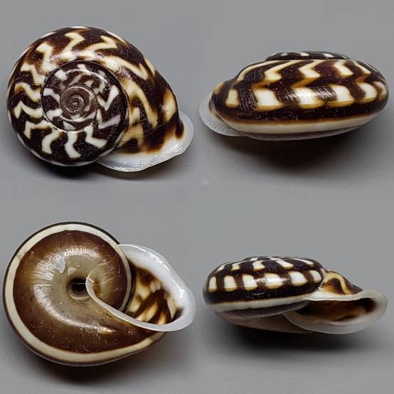 shellauction.net :: Planispira zonaria f. lineolata - 3902570