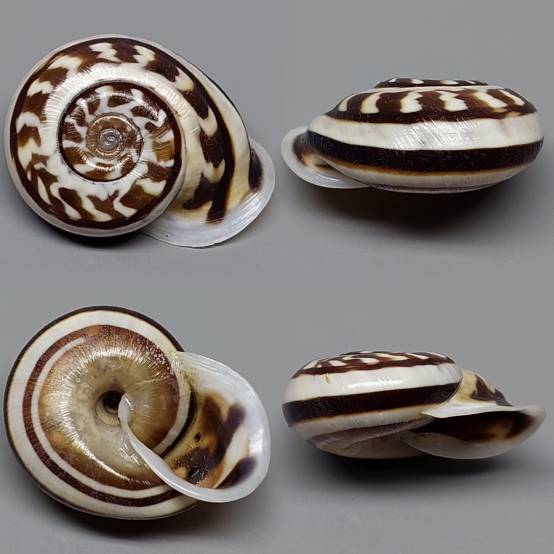 shellauction.net :: Planispira zonaria f. lineolata - 3902579