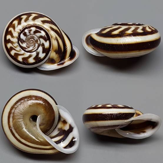 shellauction.net :: Planispira zonaria f. lineolata - 3902589