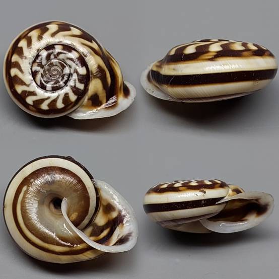 shellauction.net :: Planispira zonaria f. lineolata - 3902597
