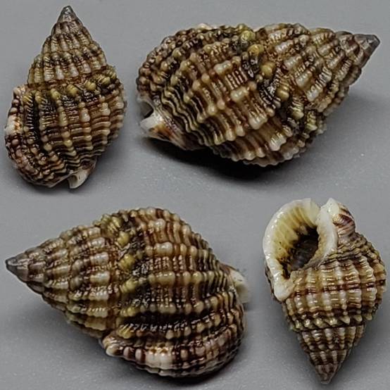 shellauction.net :: Nassarius sp. - 3902715