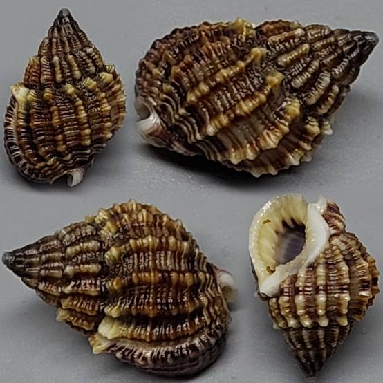 shellauction.net :: Nassarius sp. - 3902718