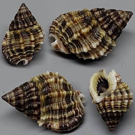 shellauction.net :: Nassarius sp. - 3902720
