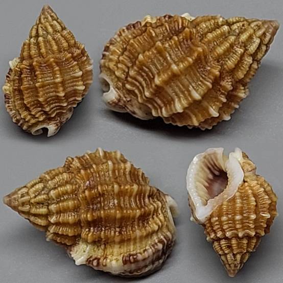 shellauction.net :: Nassarius sp. - 3902721