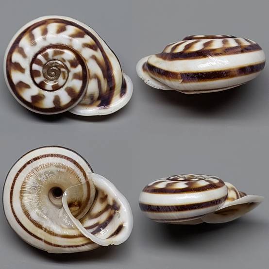 shellauction.net :: Planispira zonaria f. lineolata - 3902924