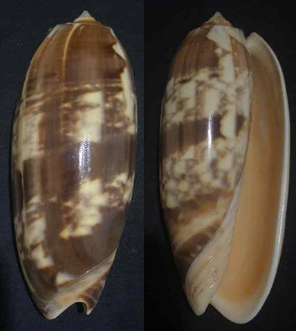 shellauction.net :: Oliva miniacea - 3902970