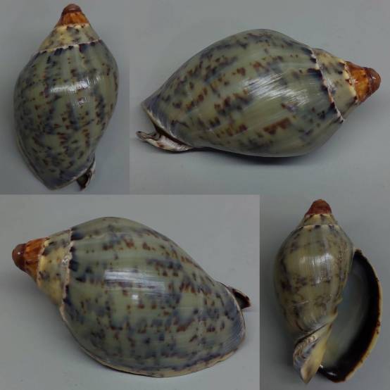 shellauction.net :: Cymbiola flavicans - 3902999