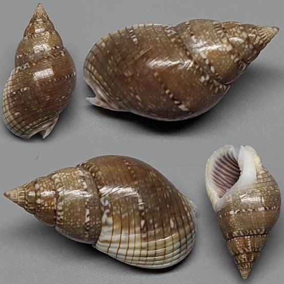 shellauction.net :: Nassarius sp. - 3903110