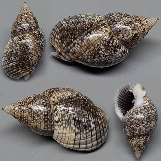 shellauction.net :: Nassarius sp. - 3903111