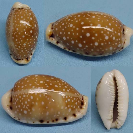 shellauction.net :: Naria labrolineata - 3903191