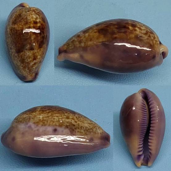 shellauction.net :: Contradusta walkeri - 3903378
