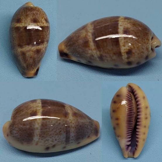 shellauction.net :: Contradusta walkeri - 3903382