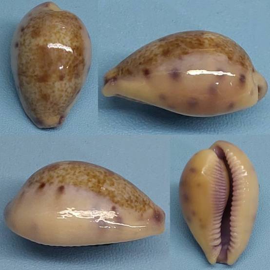 shellauction.net :: Contradusta walkeri - 3903384