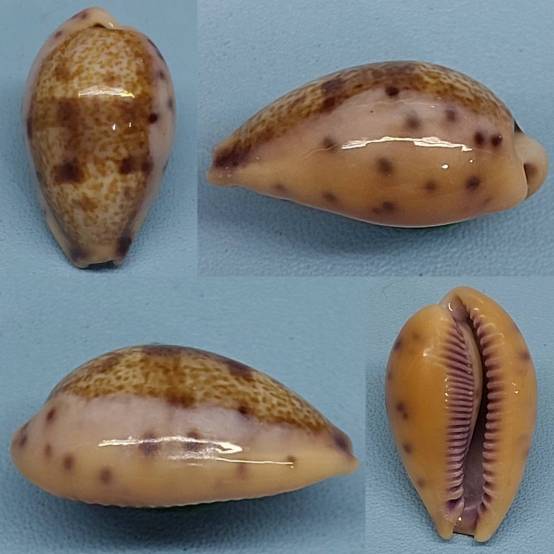 shellauction.net :: Contradusta walkeri - 3903388