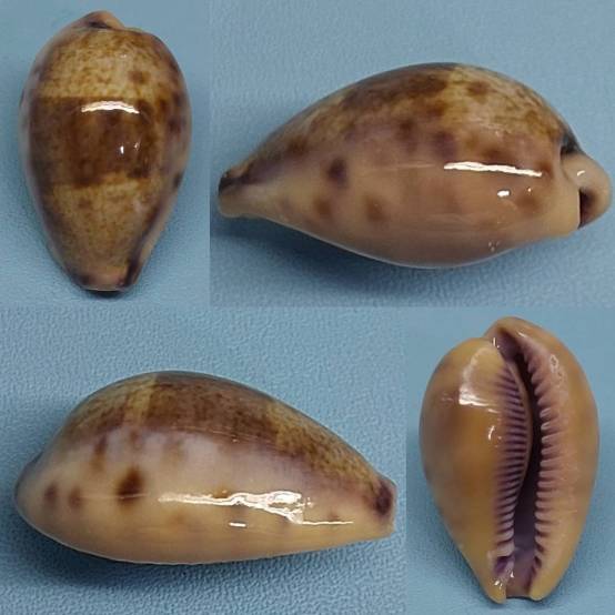 shellauction.net :: Contradusta walkeri - 3903393