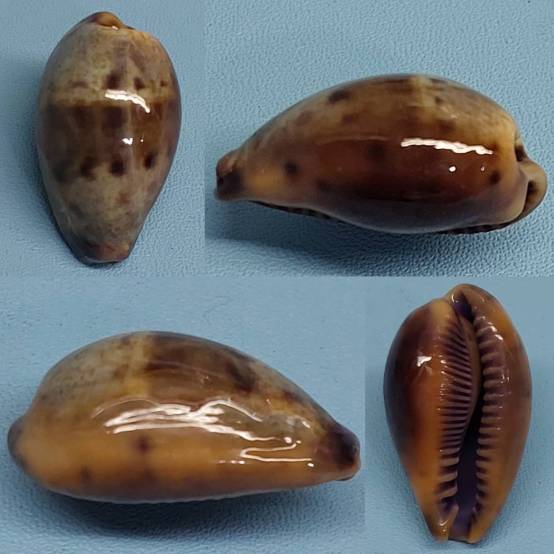 shellauction.net :: Contradusta walkeri - 3903396