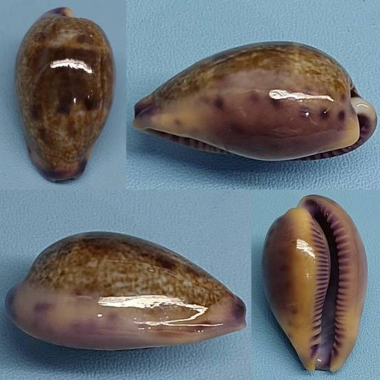 shellauction.net :: Contradusta walkeri - 3903399
