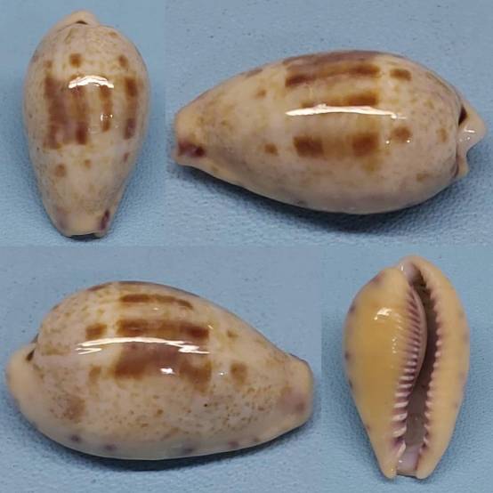 shellauction.net :: Contradusta walkeri - 3903401