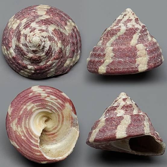 shellauction.net :: Trochus sacellum - 3903528