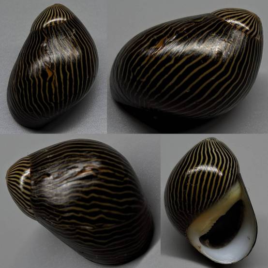 shellauction.net :: Neritodryas cornea - 3903616