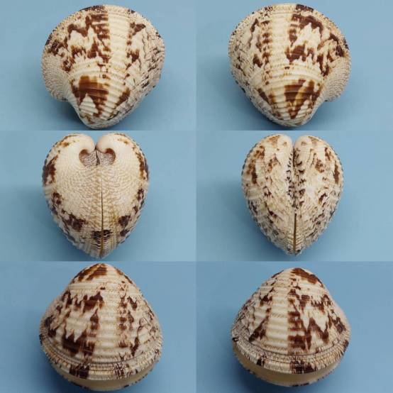 shellauction.net :: Globivenus toreuma - 3903673