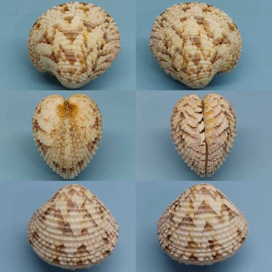 shellauction.net :: Globivenus toreuma - 3903677