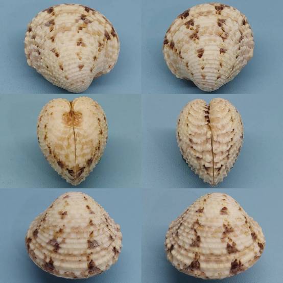 shellauction.net :: Globivenus toreuma - 3903679