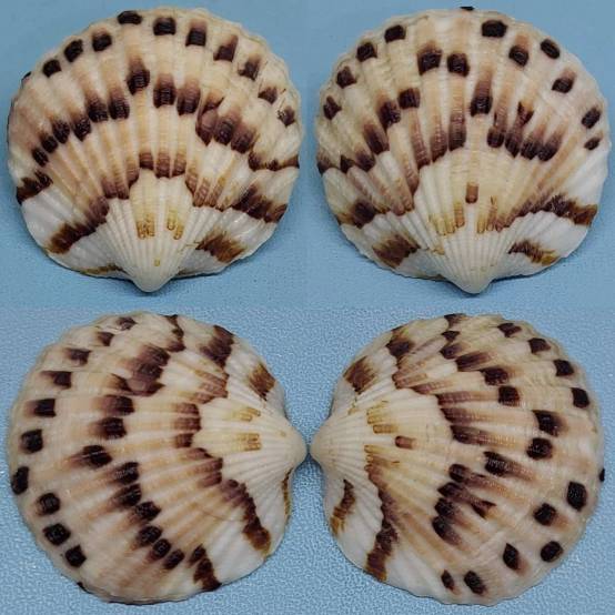 shellauction.net :: Tucetona pectunculus - 3903697