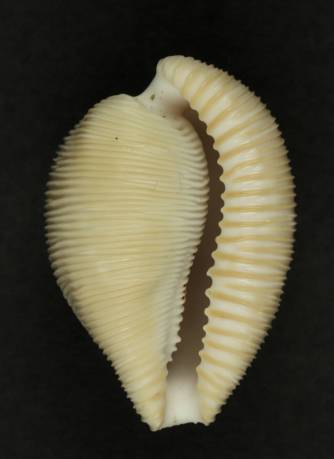 shellauction.net :: Cypraea capensis cineracea - 3903898