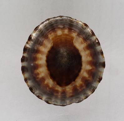 shellauction.net :: Nacella magellanica f. chiloensis - 3903922