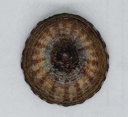 shellauction.net :: Nacella magellanica f. chiloensis - 3903922