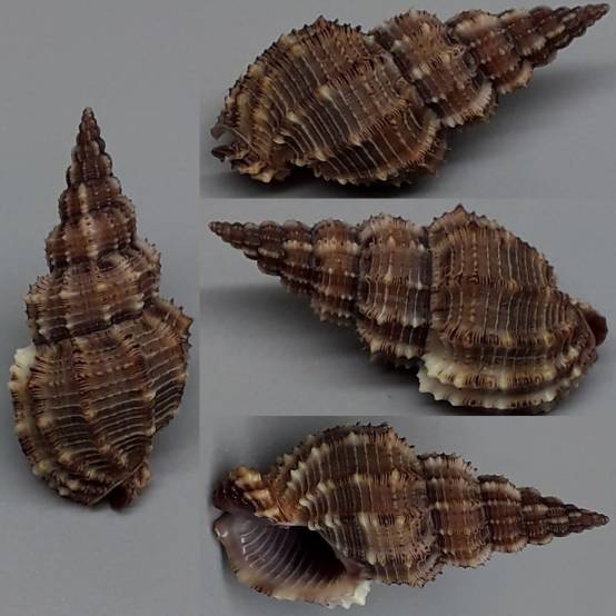shellauction.net :: Phos senticosus - 3903977