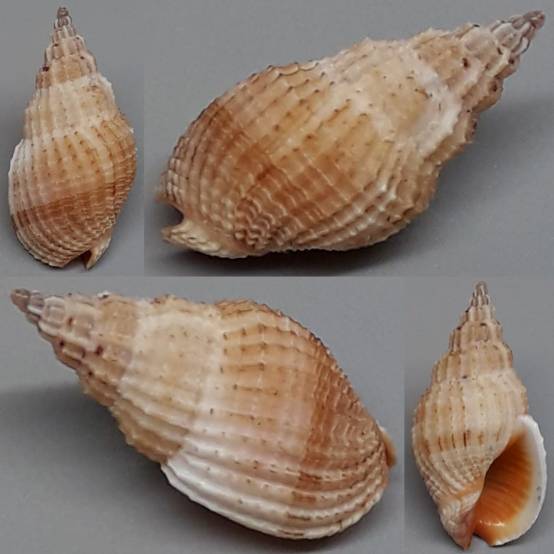 shellauction.net :: Nassarius sp. - 3903980